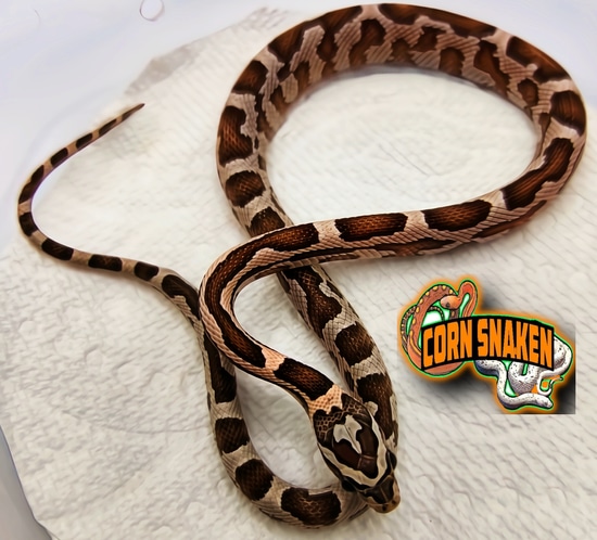 Specter/Heliconia (Red Factor Or Super Red Factor Anery Ghost) Corn ...