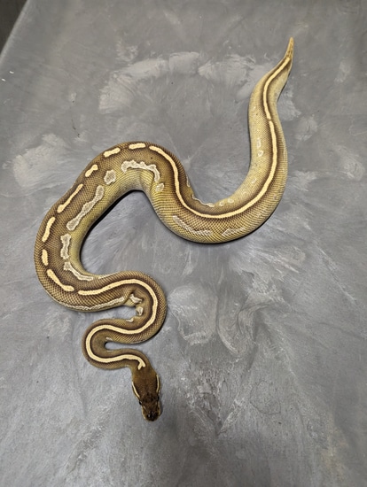 Pastel Black Head Wookie Butter Dbl Het Lavender Albino Het Piebald ...