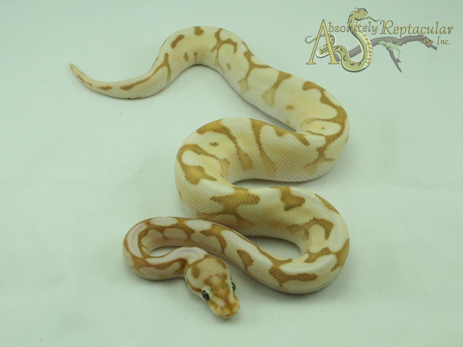 Banana Bumble Bee (Possible Queen Bee) Ball Python by Absolutely ...