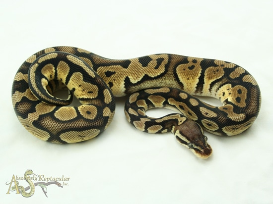 Pastel Het VPI Axanthic Ball Python by Absolutely Reptacular