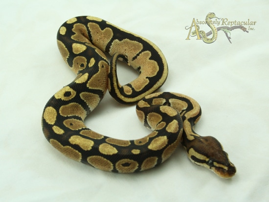 Fire Ball Python by Absolutely Reptacular