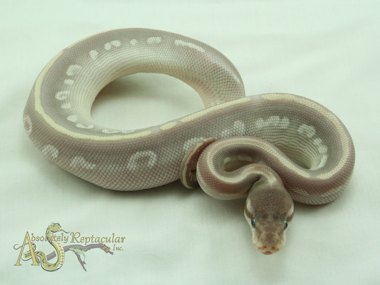 Mystic Potion Ball Python by Absolutely Reptacular - MorphMarket
