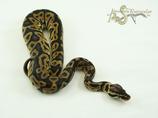 Pastel Leopard Ball Python by Absolutely Reptacular