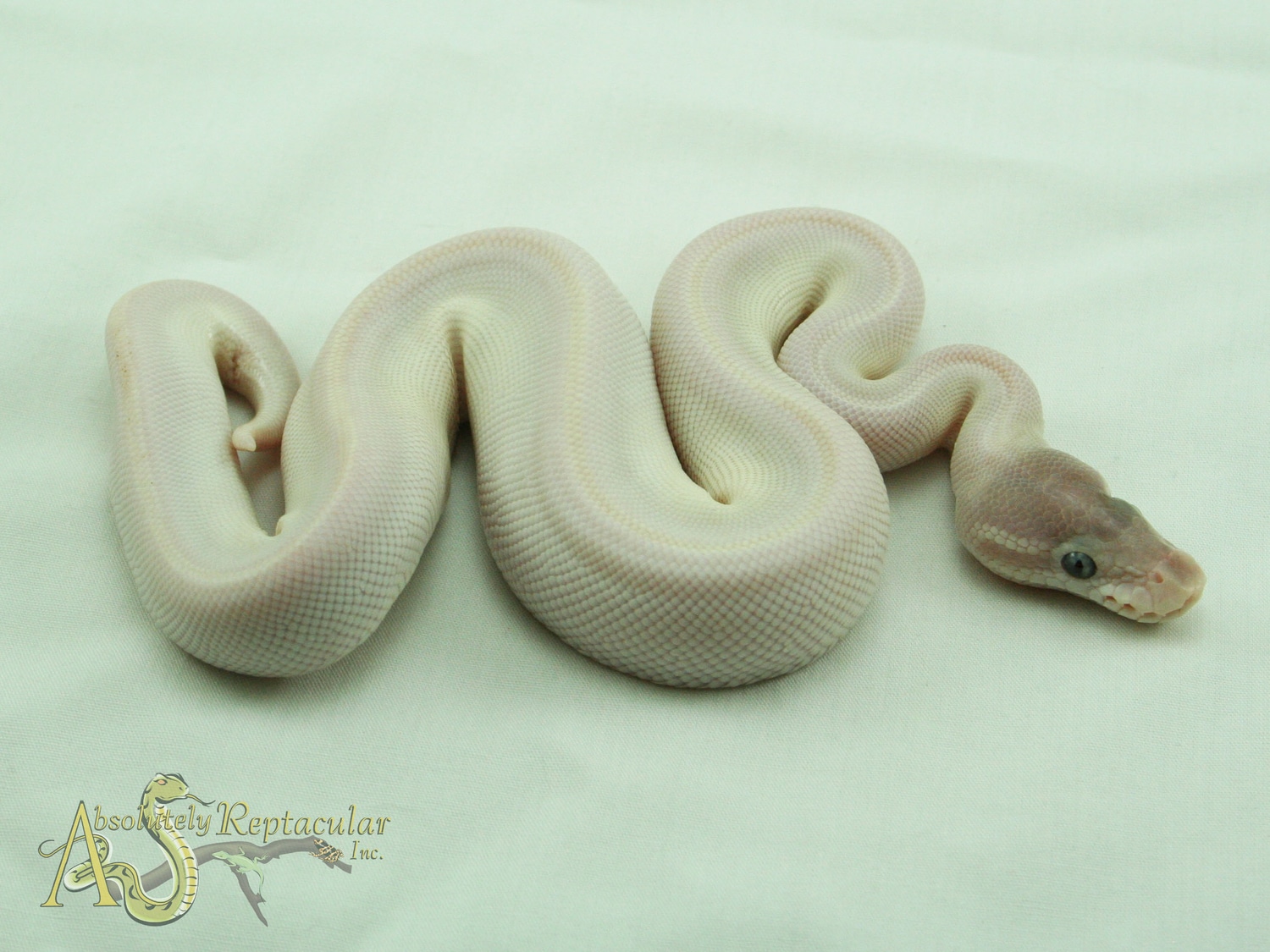 Blue-Eyed Lucy (Moj/Moj) Ball Python by Absolutely Reptacular - MorphMarket