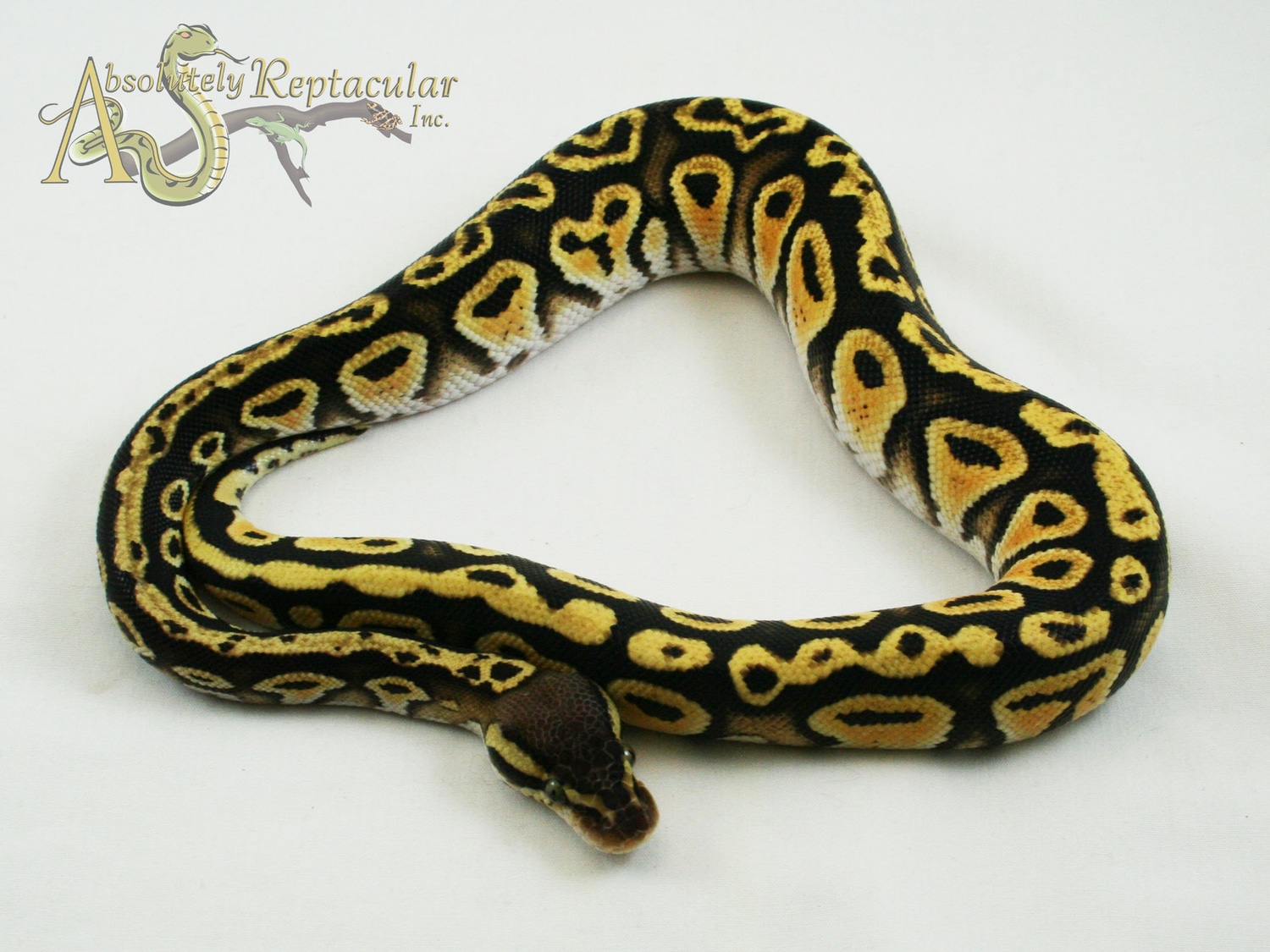 Pastel Cypress Ball Python by Absolutely Reptacular - MorphMarket