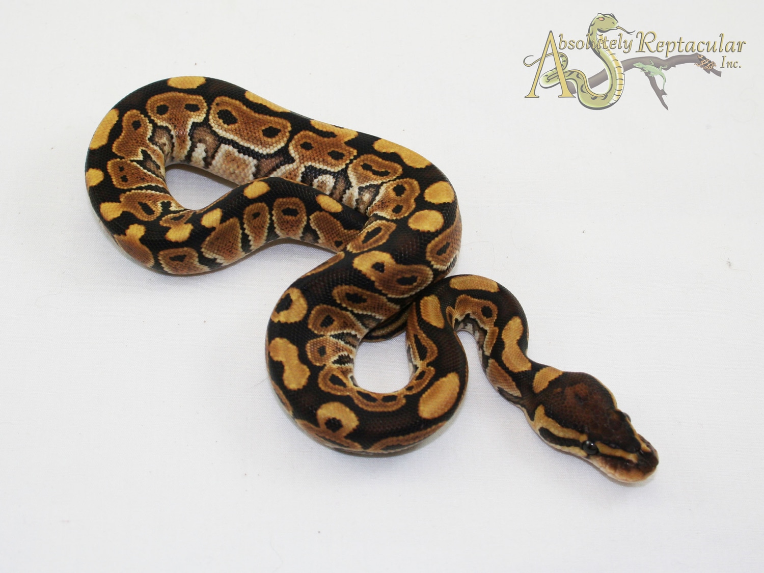 Special Ball Python by Absolutely Reptacular - MorphMarket