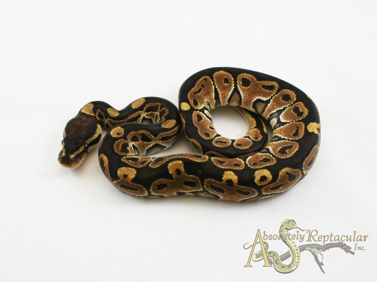 Special Ball Python by Absolutely Reptacular