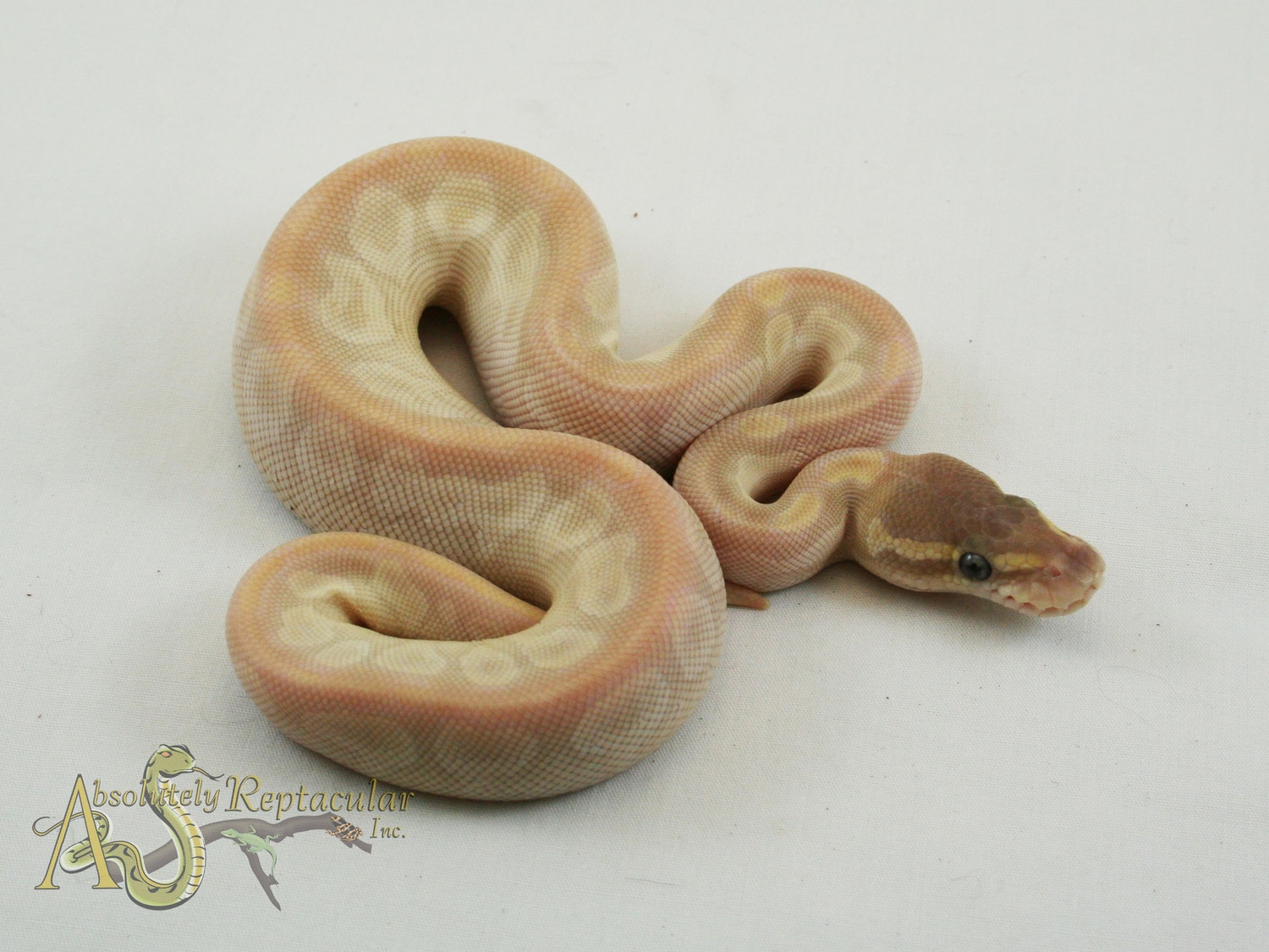 Crystal Ball Python by Absolutely Reptacular - MorphMarket