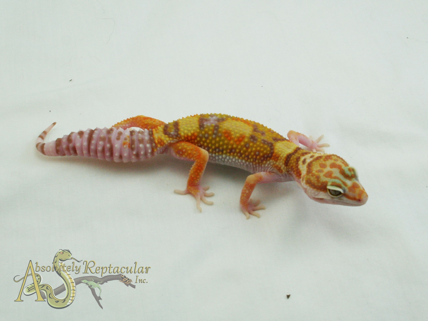 Rainwater, 50% Ph Murphy's Patternless Leopard Gecko by Absolutely ...