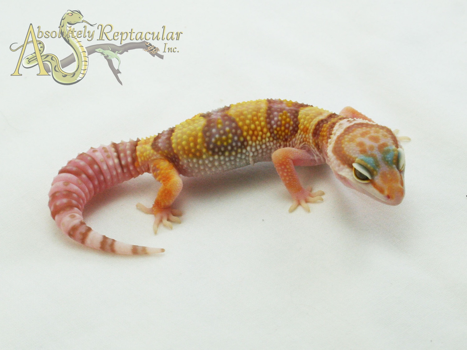 Rainwater, 50% Ph Murphy's Patternless Leopard Gecko by Absolutely ...