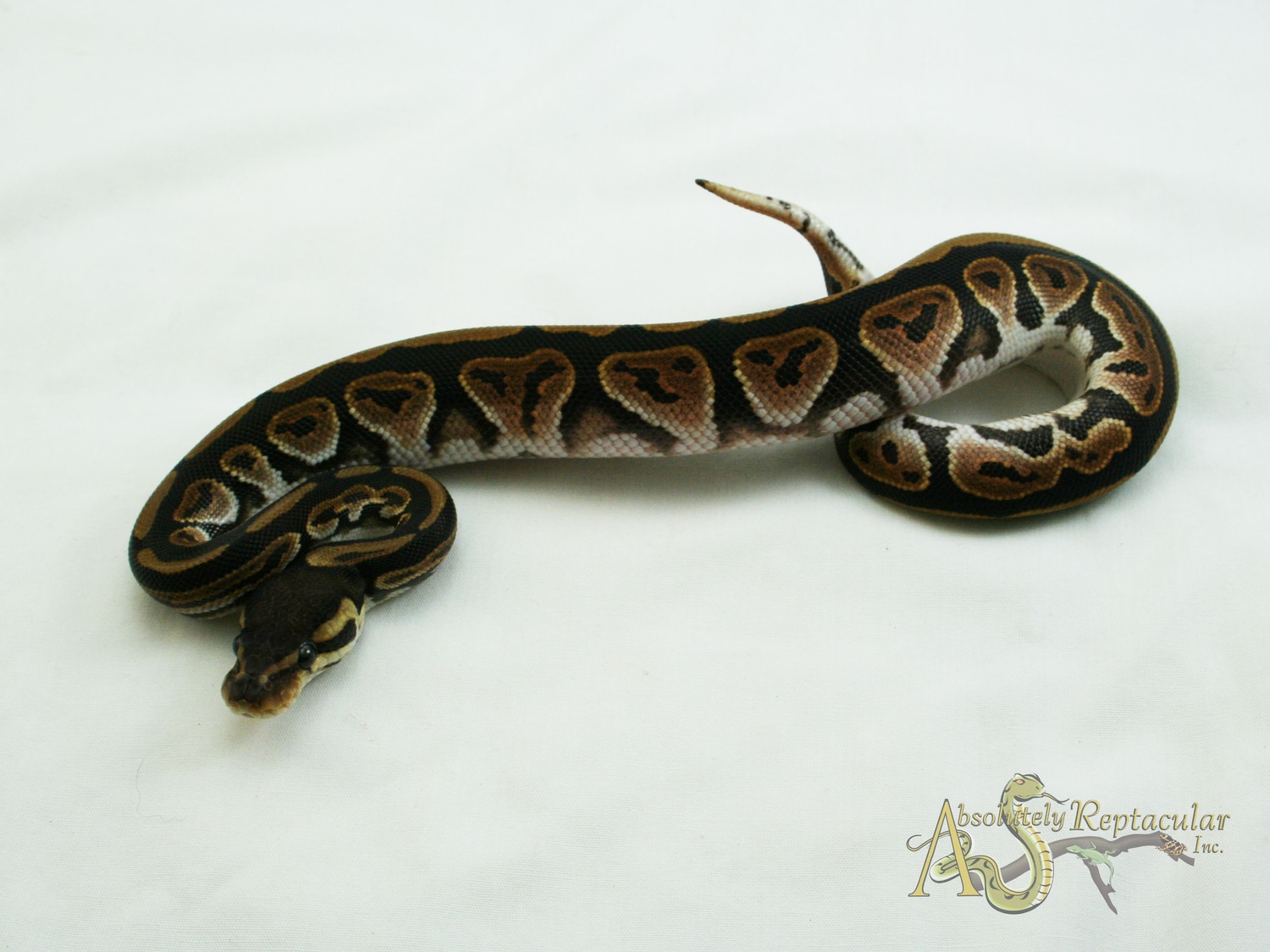 Black Pastel Het Albino Ball Python by Absolutely Reptacular - MorphMarket