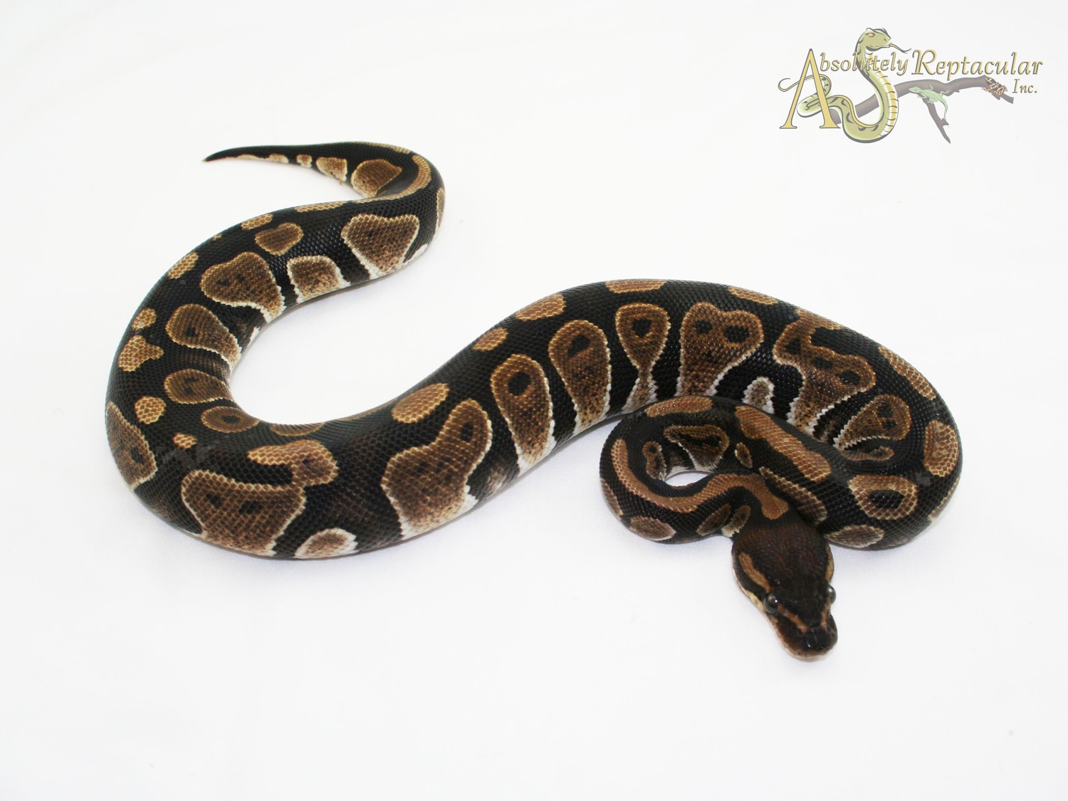 Mahogany Ball Python by Absolutely Reptacular - MorphMarket
