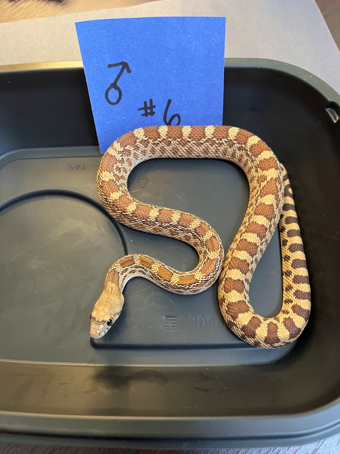 Forks Sonoran (No Expression) Gopher Snake by Absolutely Reptacular ...