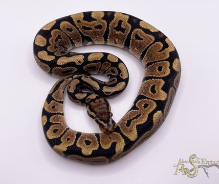 Leopard OD Pinstripe Ball Python by Absolutely Reptacular - MorphMarket