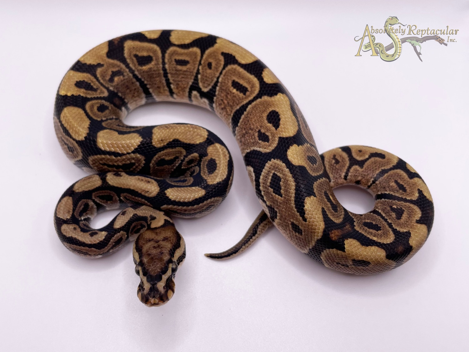 Spotnose Ball Python by Absolutely Reptacular - MorphMarket