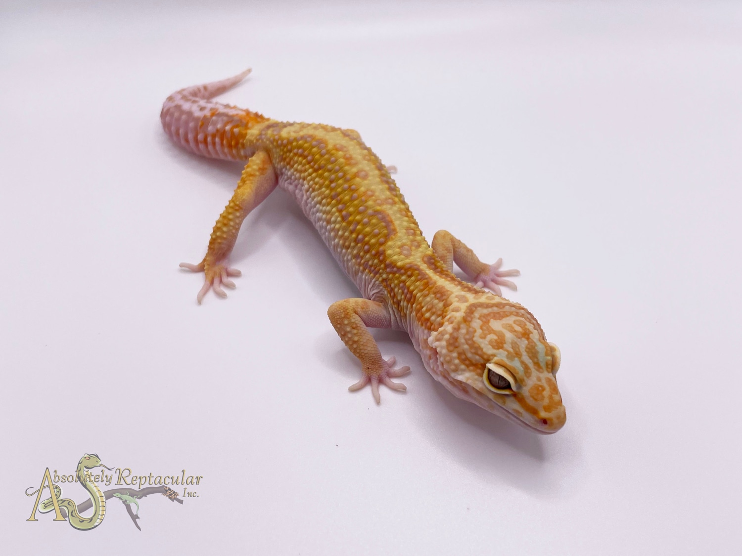 Raining Red Stripe, 50% Ph Murphy's Patternless Leopard Gecko by ...