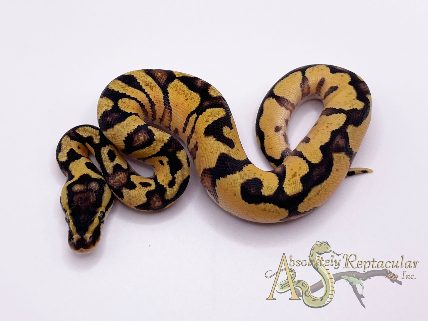 Enchi Pastel YB/Gravel Ball Python by Absolutely Reptacular - MorphMarket