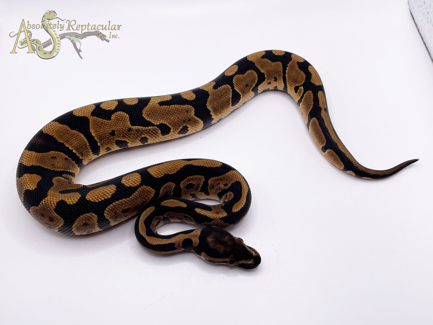 Acid Ball Python by Absolutely Reptacular - MorphMarket