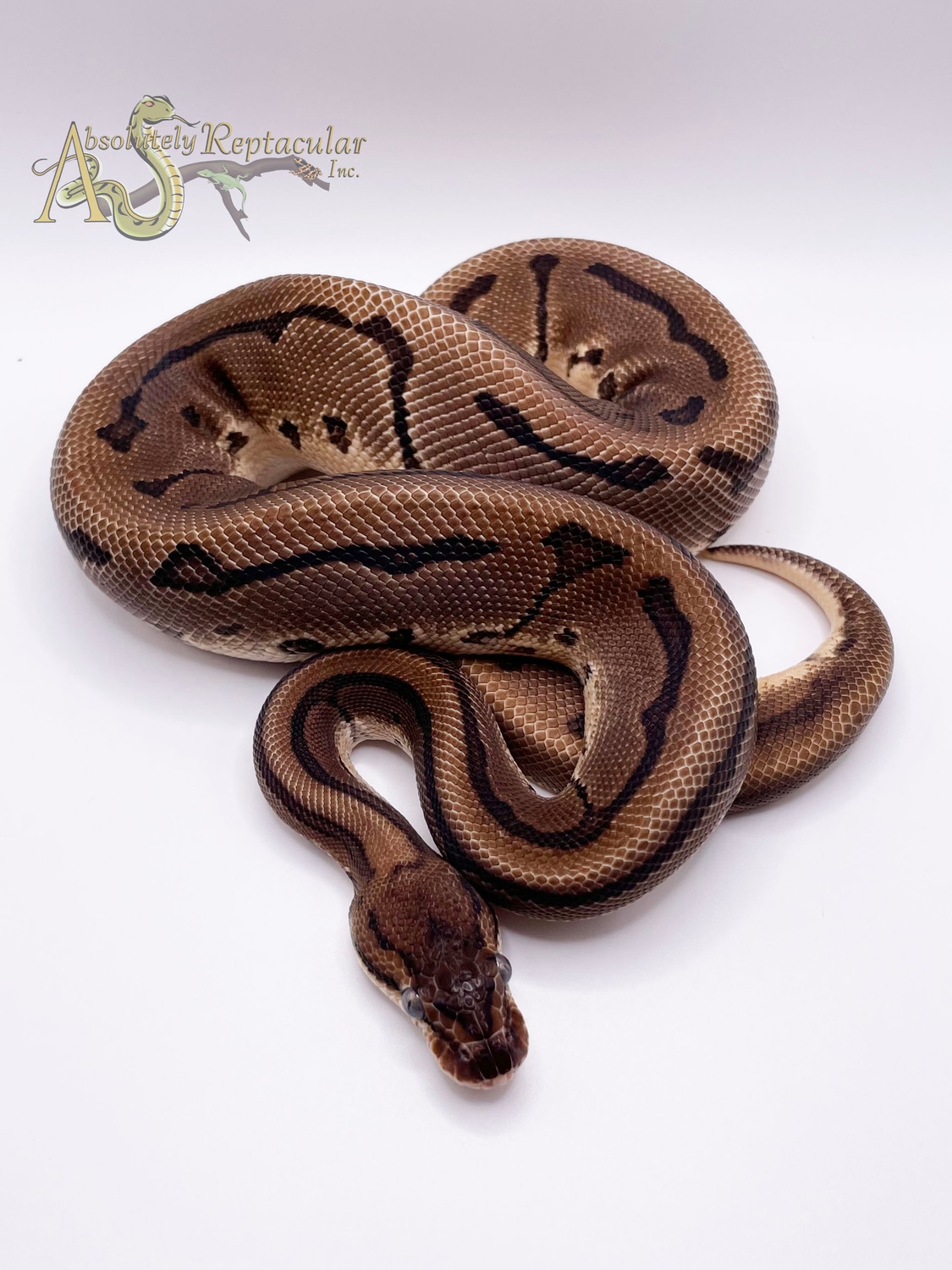 Leopard OD Pinstripe Ball Python by Absolutely Reptacular - MorphMarket