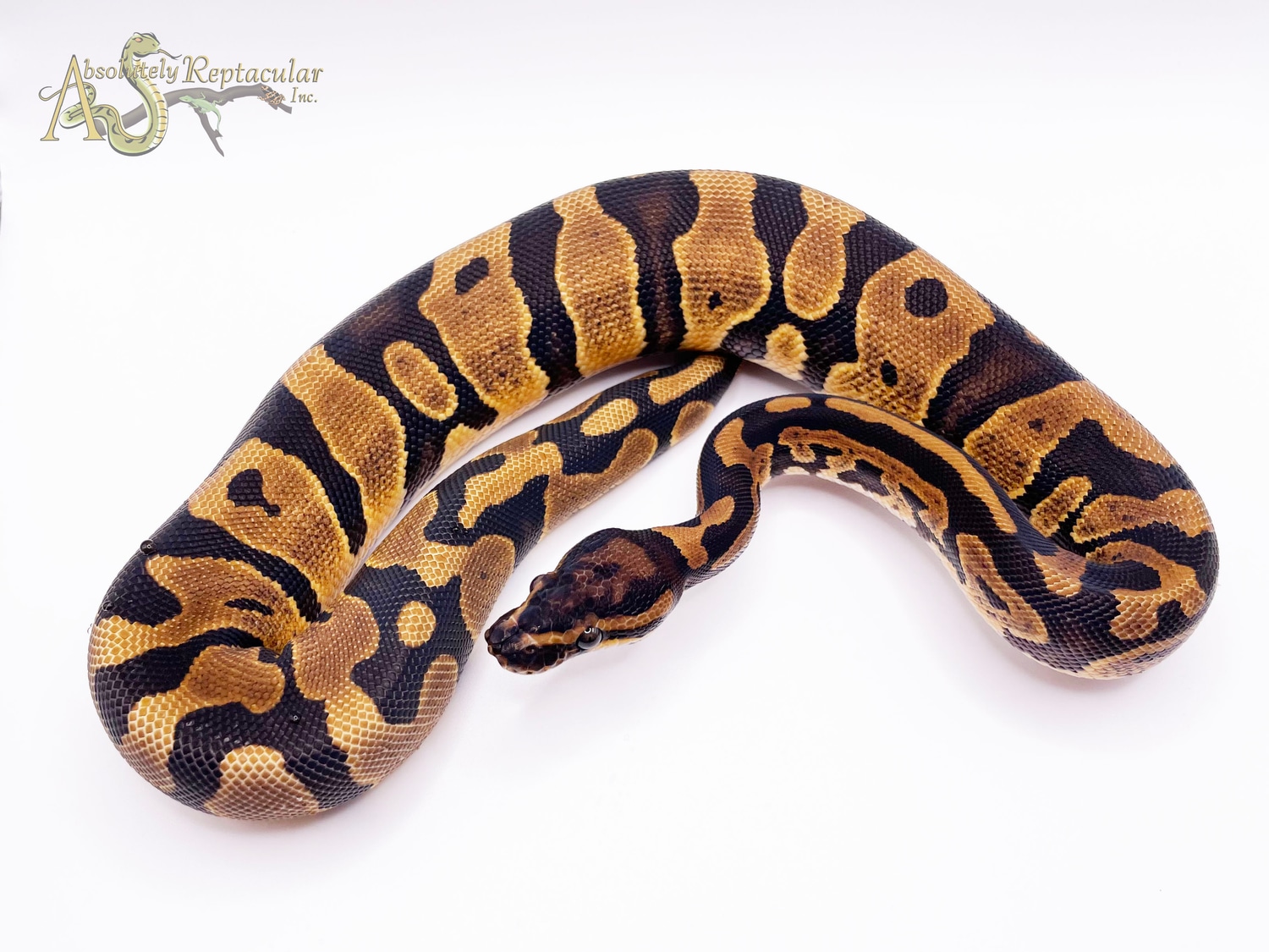 Acid Ball Python by Absolutely Reptacular - MorphMarket