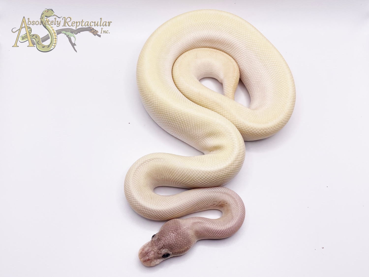 BEL (Super Mojave) Ball Python by Absolutely Reptacular - MorphMarket