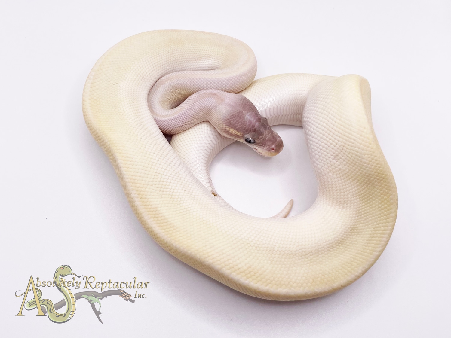 BEL (Super Mojave) Ball Python by Absolutely Reptacular - MorphMarket