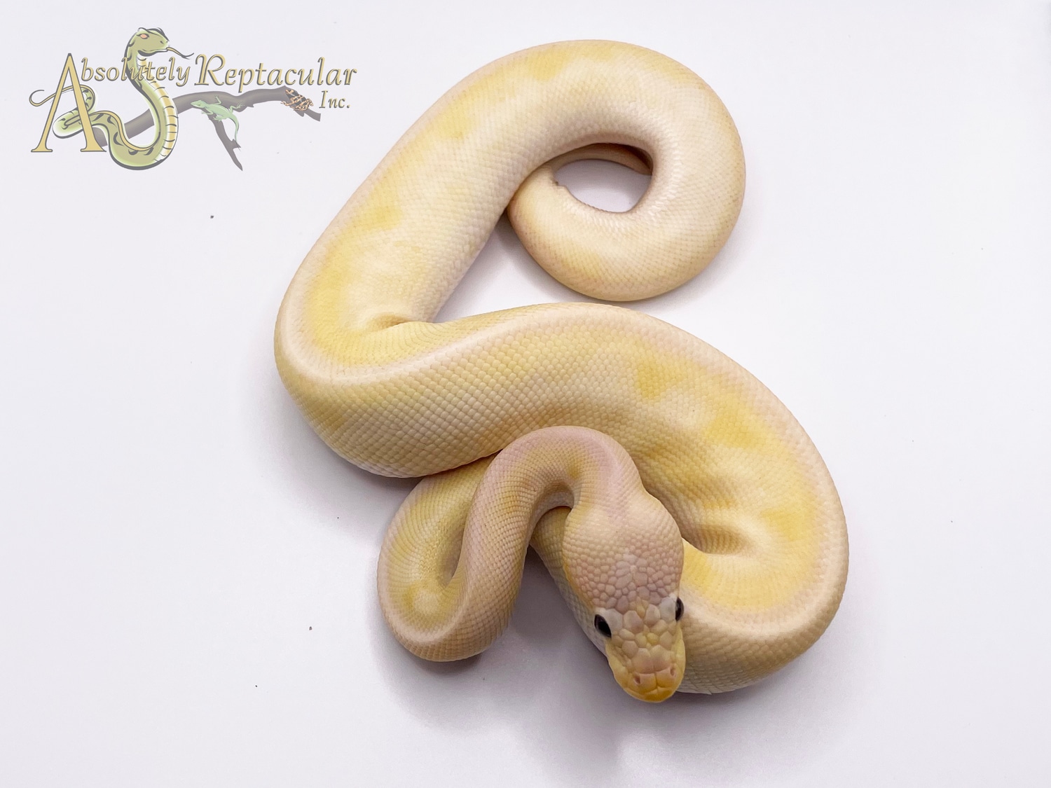 Pastel Banana Champagne Ball Python by Absolutely Reptacular - MorphMarket