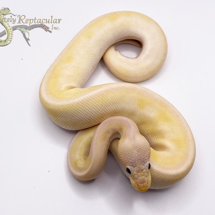 GHI Chocolate Ball Python by Absolutely Reptacular - MorphMarket