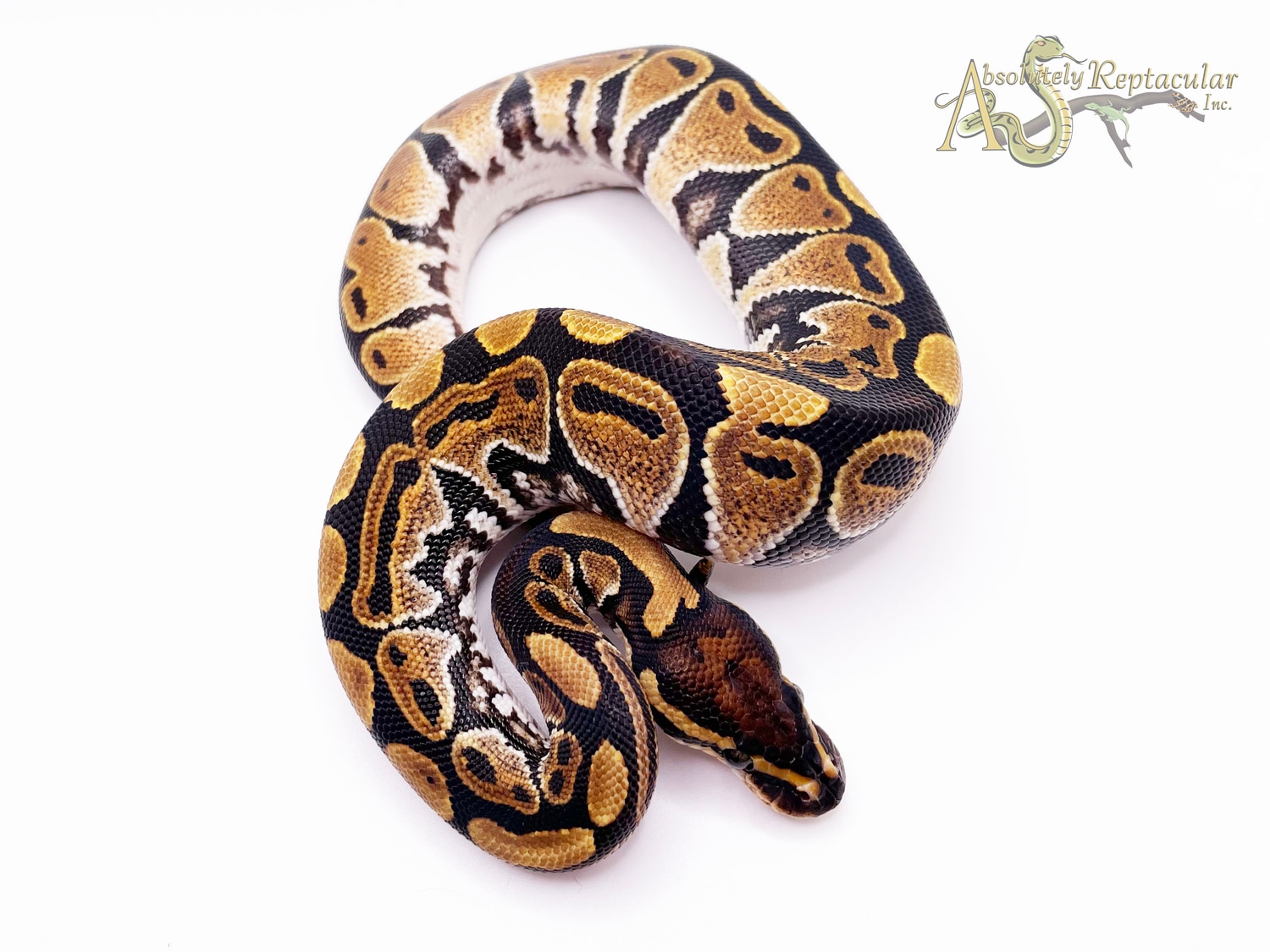 Lace Ball Python by Absolutely Reptacular - MorphMarket
