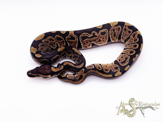 Sable Ball Python by Absolutely Reptacular