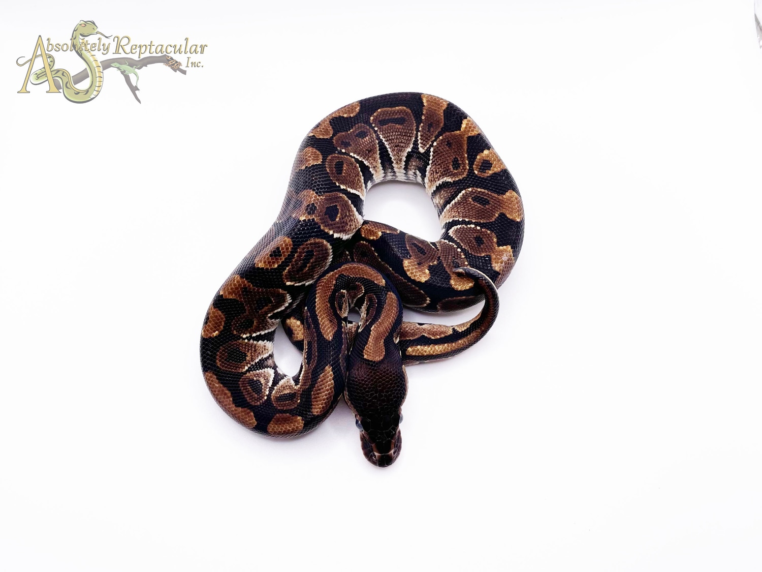 Phantom Ball Python by Absolutely Reptacular - MorphMarket