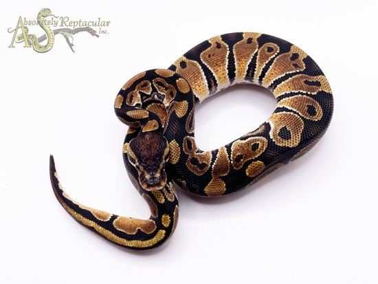 Fire Ball Python by Absolutely Reptacular