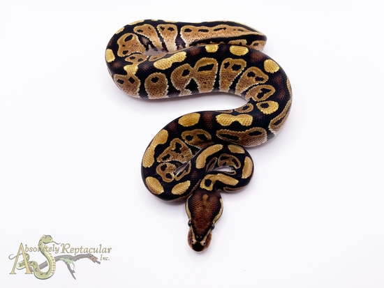 Fire Ball Python by Absolutely Reptacular