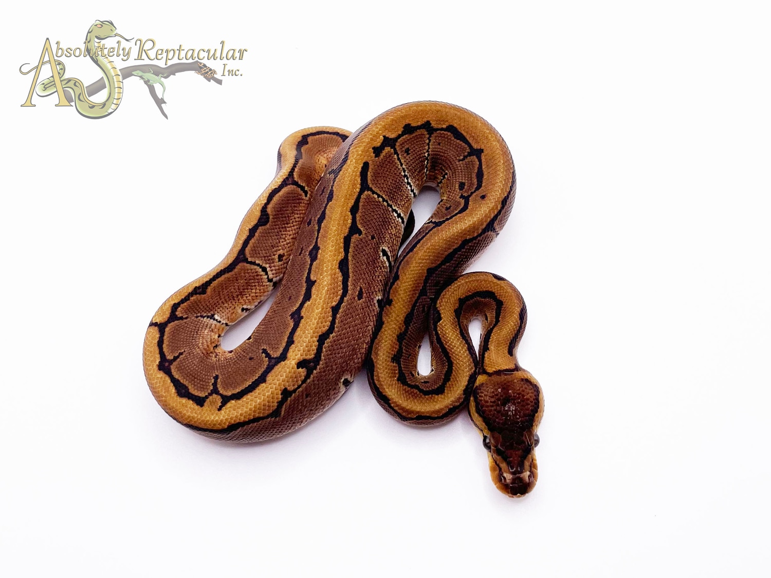 Pinstripe Ball Python by Absolutely Reptacular - MorphMarket