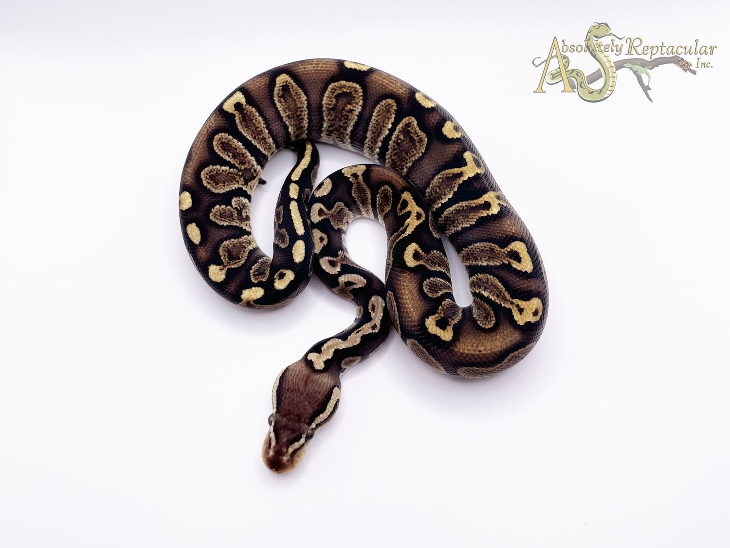 GHI Chocolate Ball Python by Absolutely Reptacular - MorphMarket