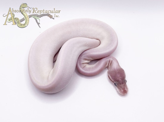 BEL (Moj/Moj) Ball Python by Absolutely Reptacular