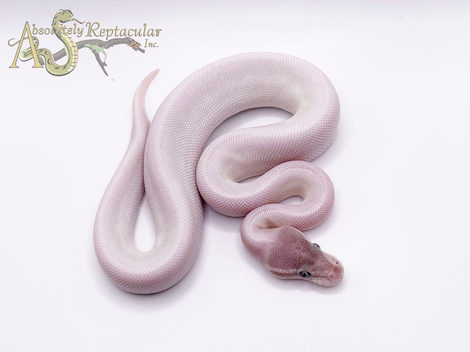 BEL (Moj/Moj) Ball Python by Absolutely Reptacular - MorphMarket
