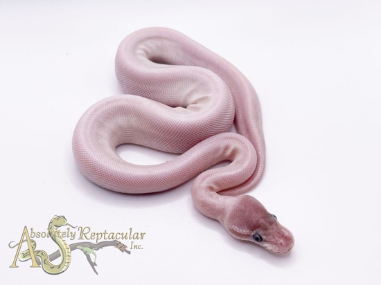 BEL (Moj/Moj) Ball Python by Absolutely Reptacular
