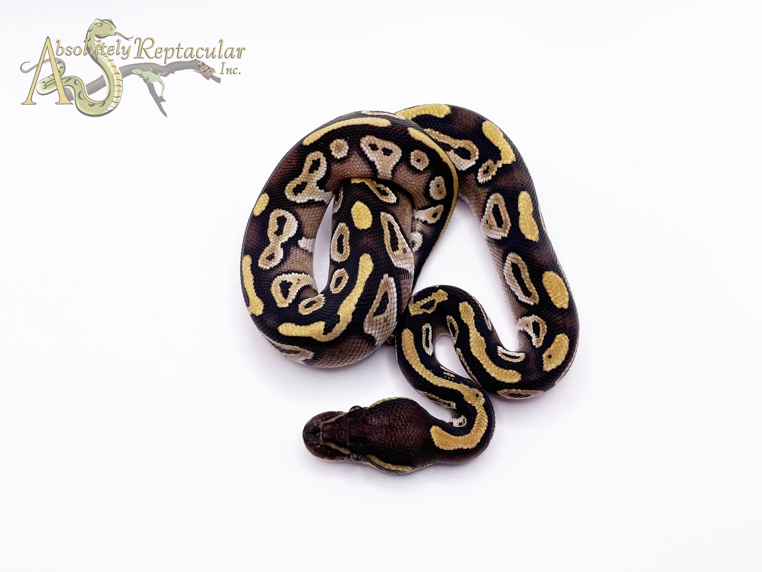 Mojave Ball Python by Absolutely Reptacular - MorphMarket
