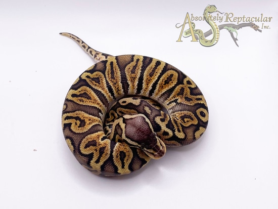 Pastel GHI Ball Python by Absolutely Reptacular