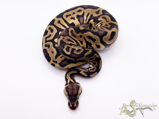 Pastel Leopard Ball Python by Absolutely Reptacular