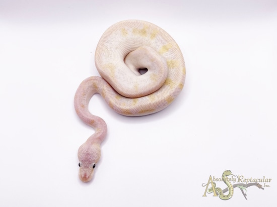 Pastel Vanilla Champagne Ball Python by Absolutely Reptacular