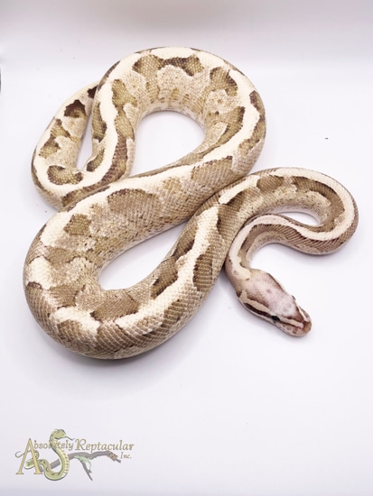 Chocolate Or Mahogany Vanilla Cream Ball Python by Absolutely Reptacular