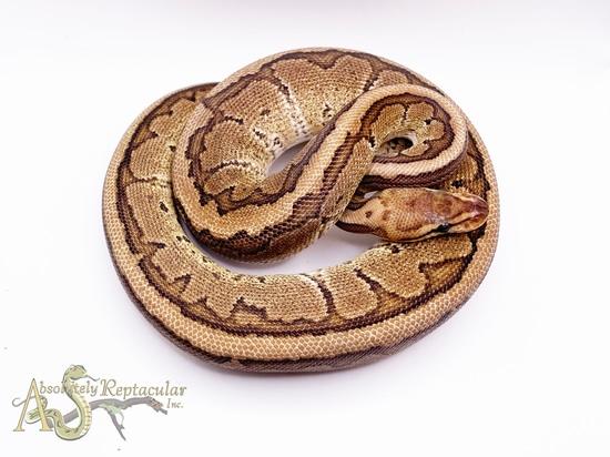 Chocolate Pinstripe Ball Python by Absolutely Reptacular