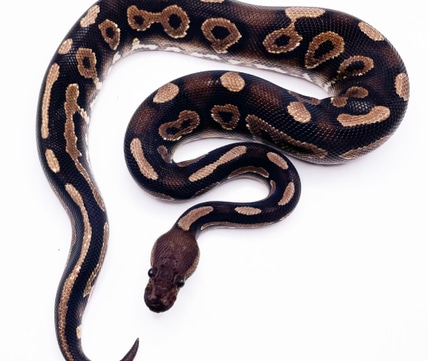 Leopard OD Pinstripe Ball Python by Absolutely Reptacular - MorphMarket