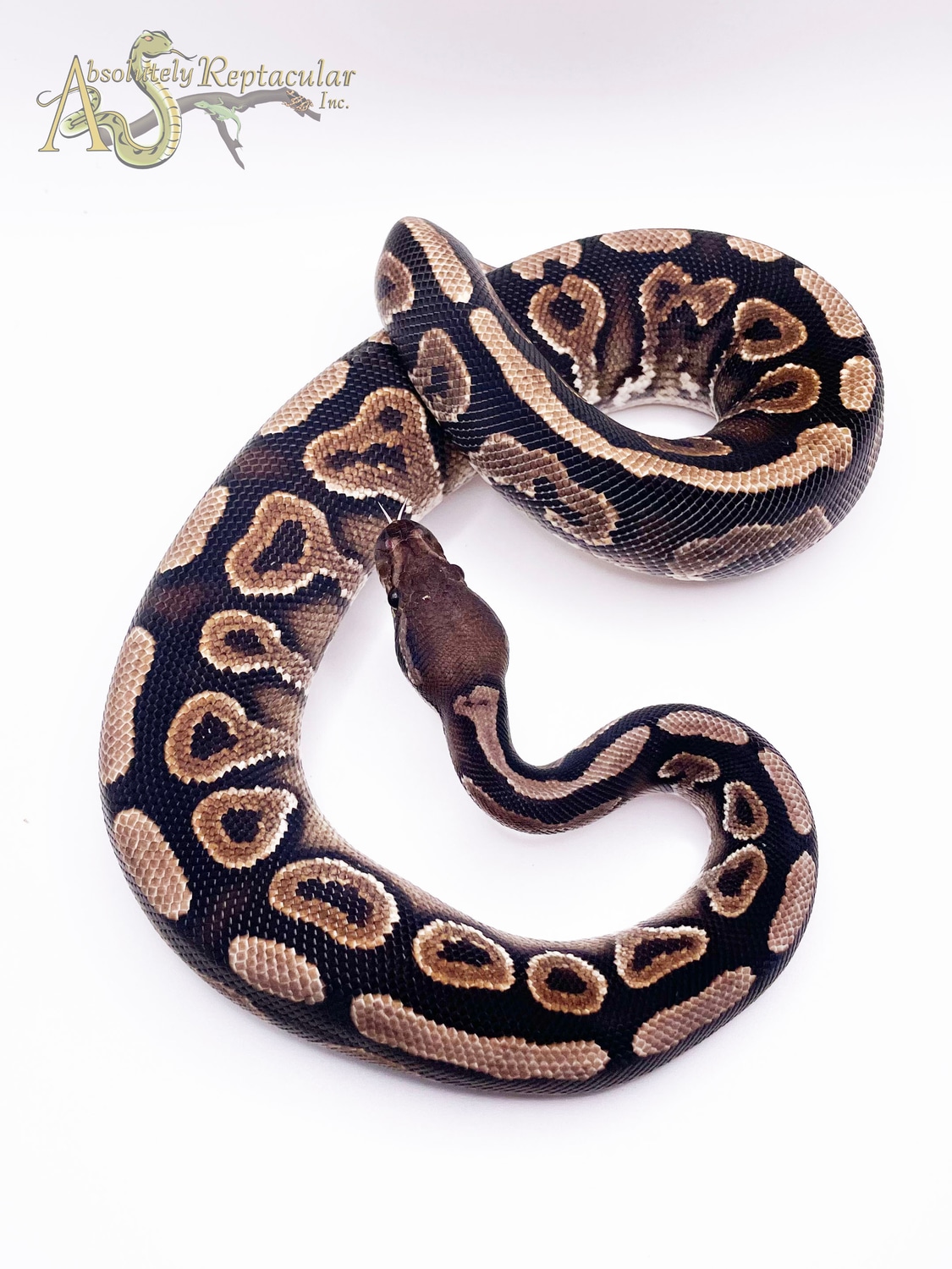 Cinnamon Yellow Belly Ball Python by Absolutely Reptacular - MorphMarket