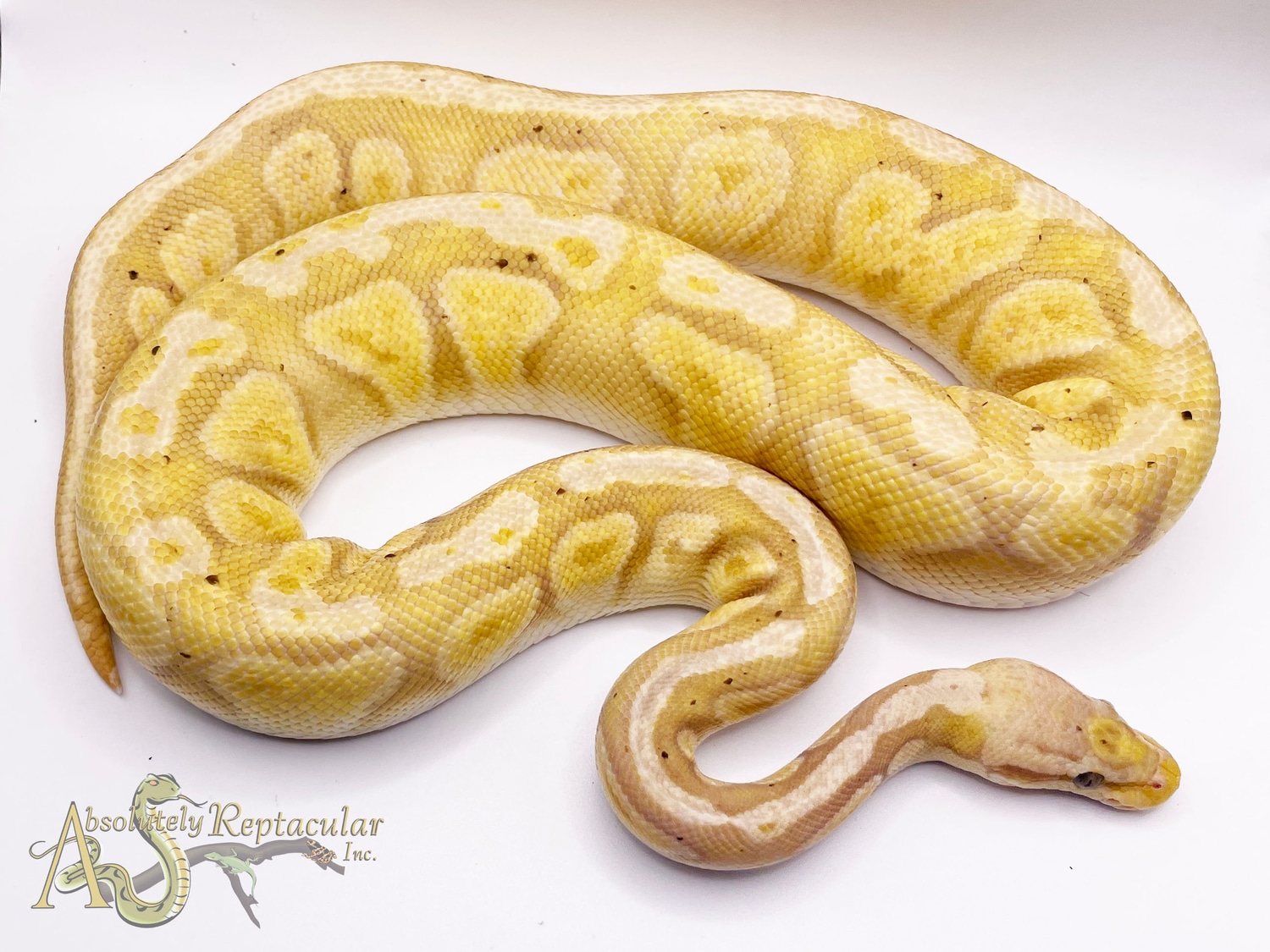 Cypress Banana Firefly (Pos Honey) Ball Python by Absolutely Reptacular ...