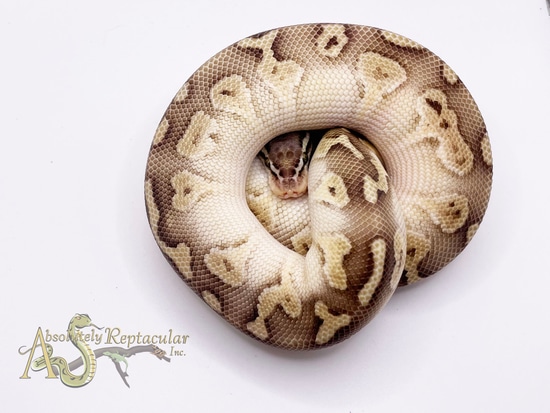 Lesser FireFly Ball Python by Absolutely Reptacular