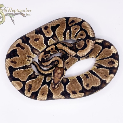 GHI Chocolate Ball Python by Absolutely Reptacular - MorphMarket