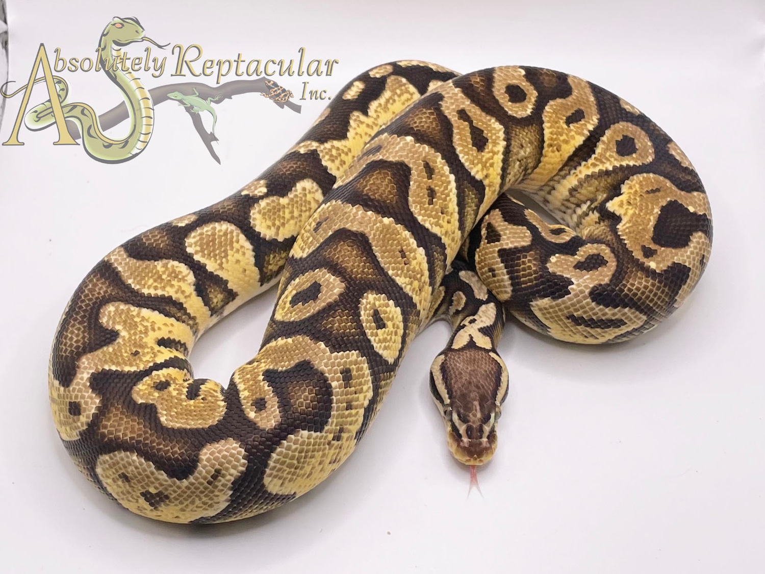 Pastel Yellow Belly Ball Python by Absolutely Reptacular - MorphMarket